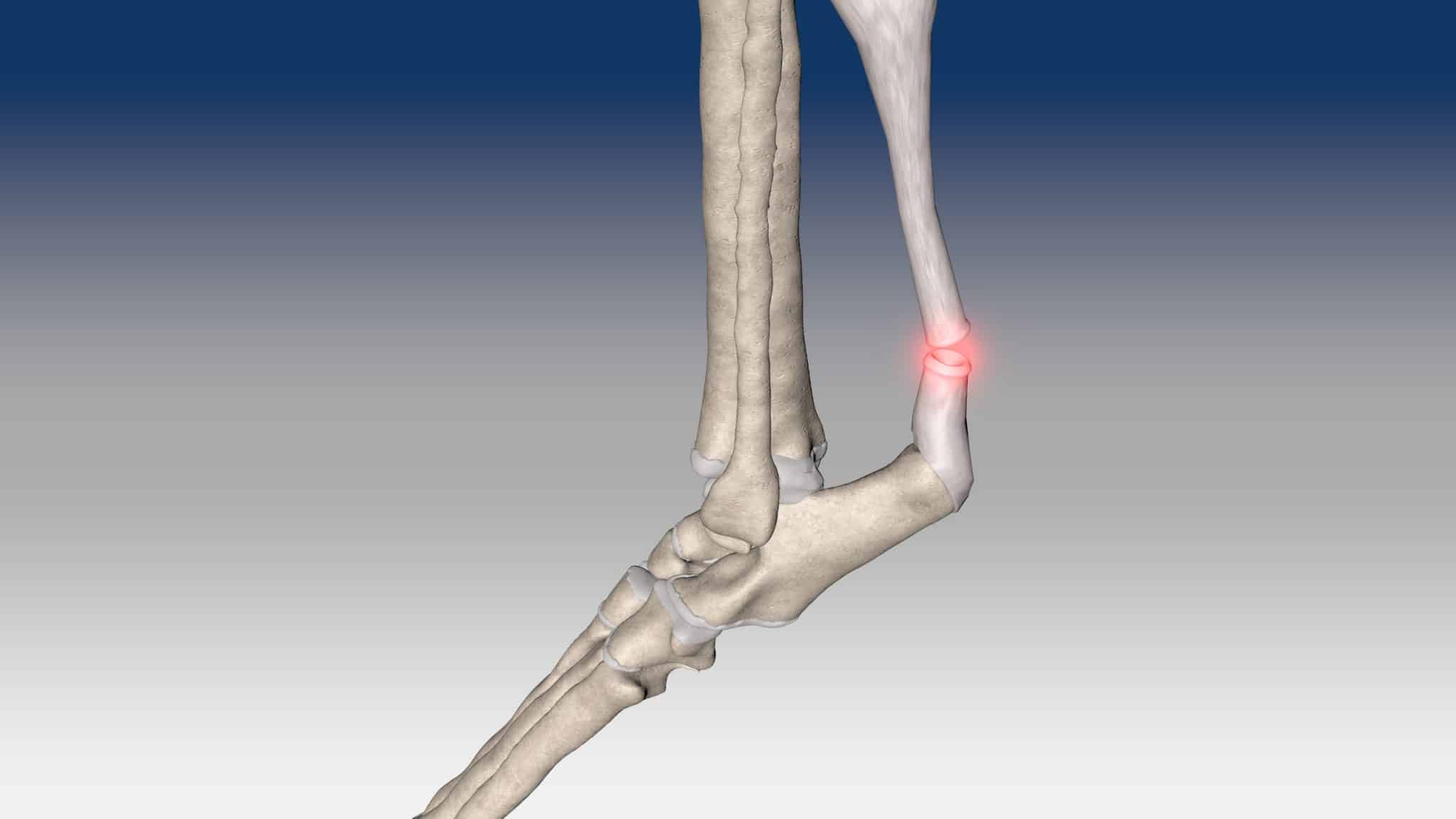 Applications - Novetech Surgery