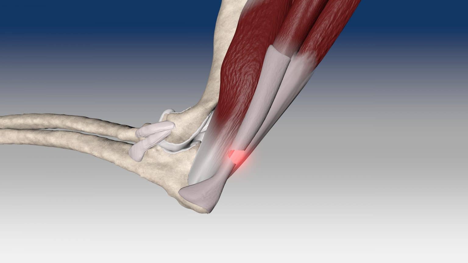 Applications - Novetech Surgery