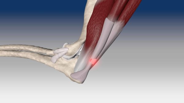 Applications - Novetech Surgery